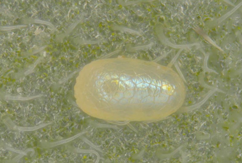 New pest alert - Tuta absoluta is in India | nbair