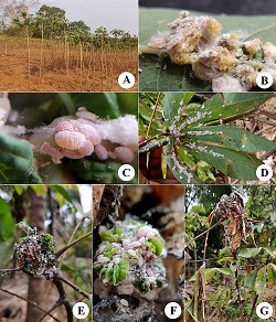 Occurrence of cassava mealybug Phenacoccus manihoti Matile-Ferrero in ...