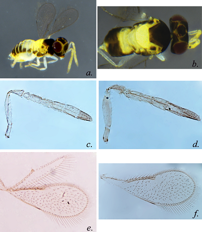 First report of Encarsia cubensis Gahan (Hymenoptera: Aphelinidae) an ...